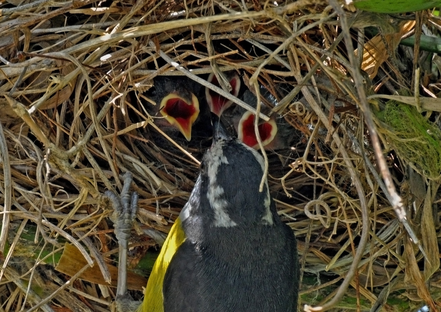 Foto de Reinita Común - AvesPR.org