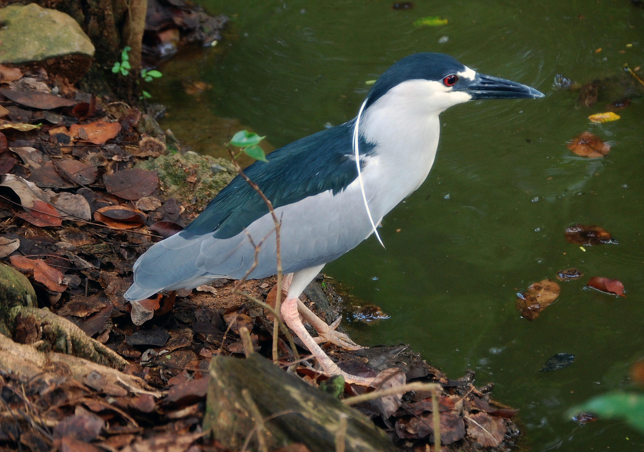 Foto de Yaboa Real - AvesPR.org