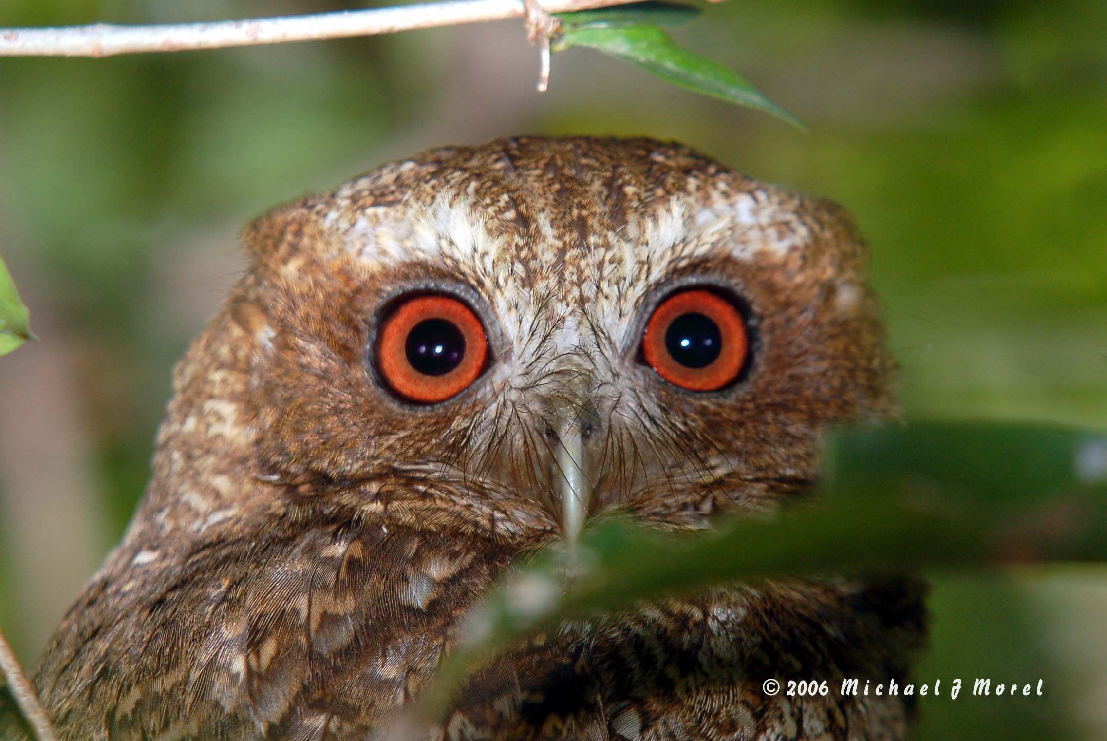Picture of Puerto Rican Screech-Owl - AvesPR.org